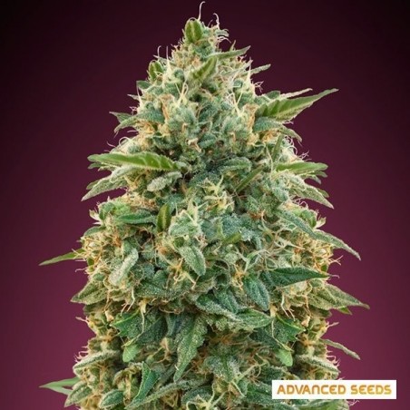 Amnesia 100% Feminizada Advanced Seeds - Grow Barato
