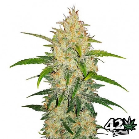 Zkittlez Auto Fast Buds American Autoflowers - Grow Barato