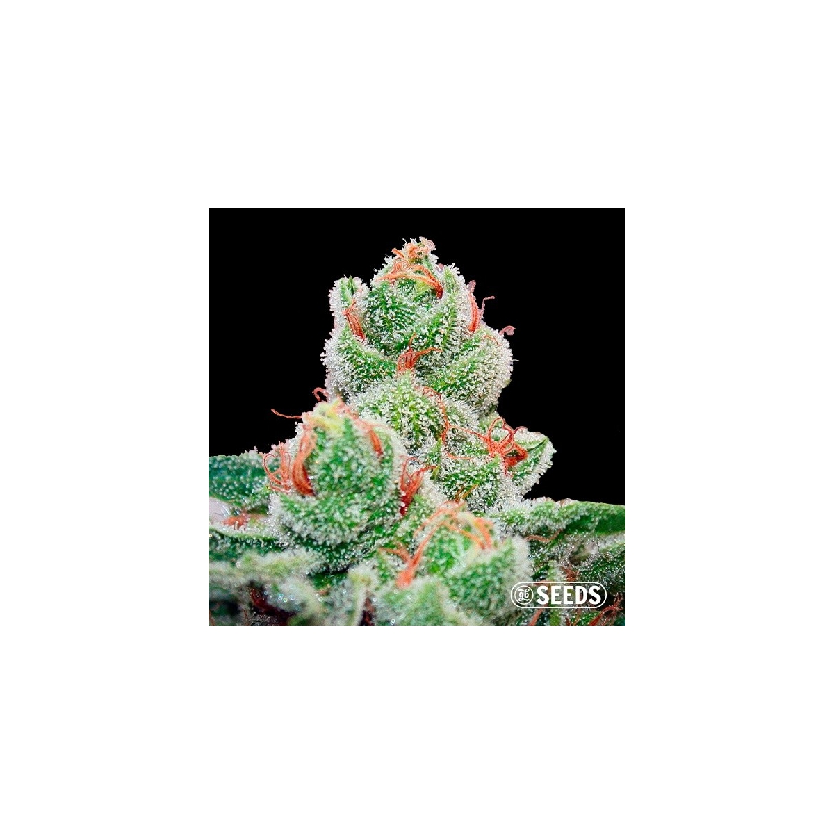Comprar Blueberry Cheesecake Fast A Granel - Grow Barato