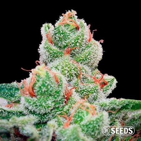 Comprar Blueberry Cheesecake Fast A Granel - Grow Barato