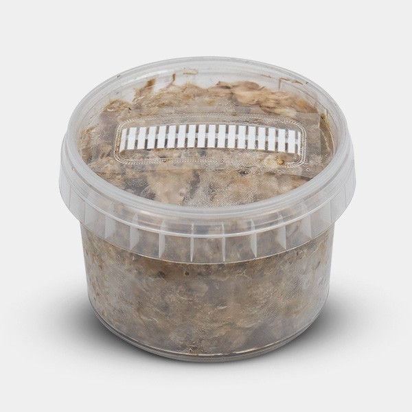 Mexican Truffle Growing Kit