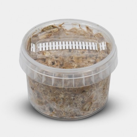 Atlantis Truffle Growing Kit - GB The Green Brand