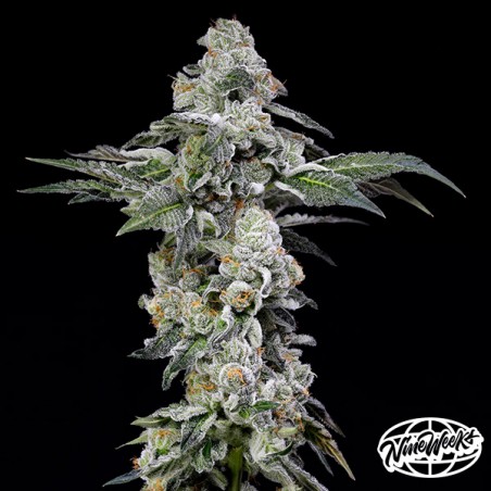 Papaya Puffs – Sementes feminizadas tropicais e produtivas | GB