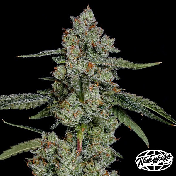 Papaya Puffs – Semillas feminizadas tropicales y productivas | GB