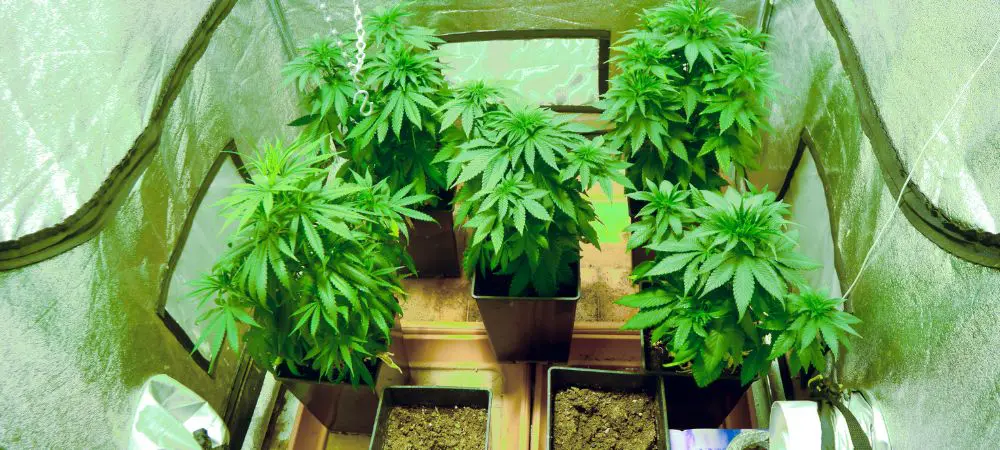 Sistemas De Cultivo De Marihuana Medicinal En Interiores Los 14