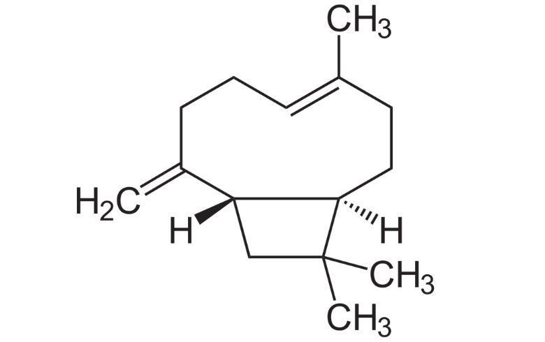 B-Caryophyllene, a terpene found in cannabis strains.