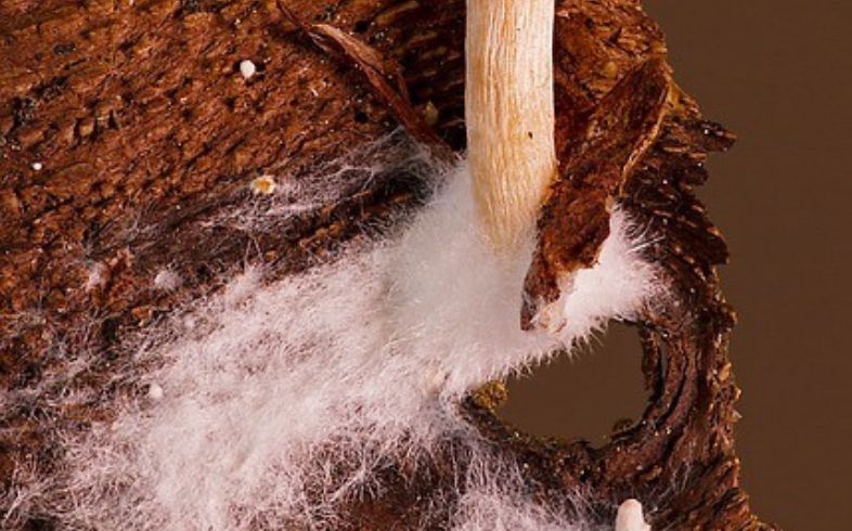 La importancia del micelio en el cultivo del pan de setas