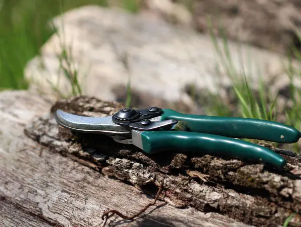 Schwazzing, a pruning technique for cannabis plants