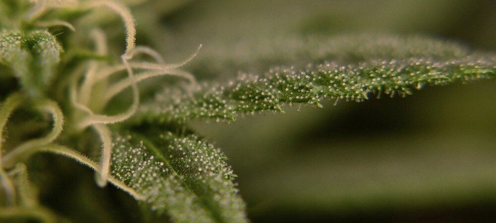 Qu'est-ce que le pollen de cannabis et comment est-il utilisé ? - Blog ...