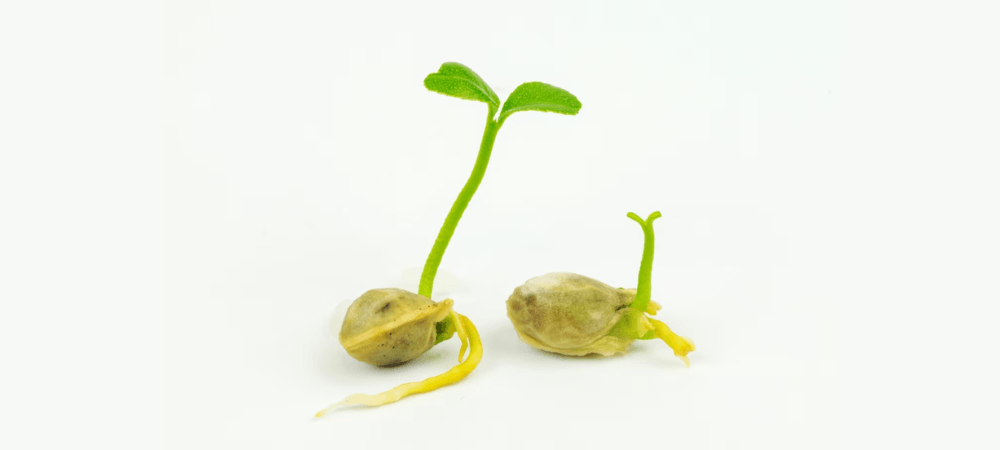 Planting Auto Cannabis Seeds - GB The Green Brand