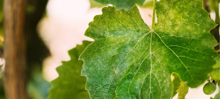 Qué es el oídio en plantas: causas, síntomas y tratamientos