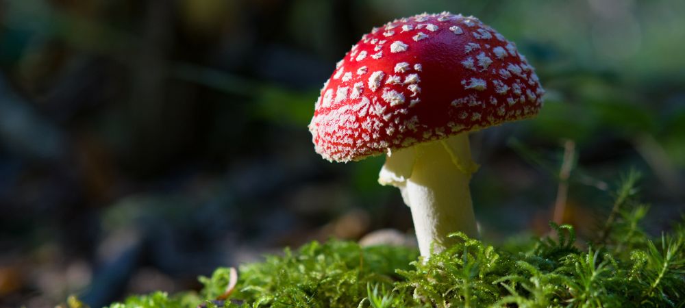Amanita Muscaria: O que é e quais os seus efeitos?
