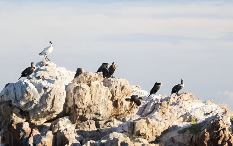 O que é o guano e o que traz para as culturas de cannabis
