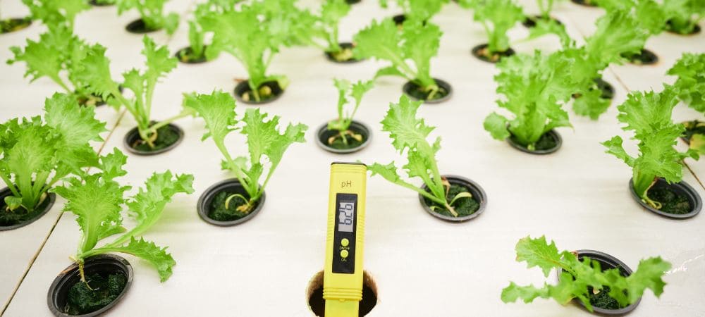 Acidifier le sol : astuces simples pour un pH parfait