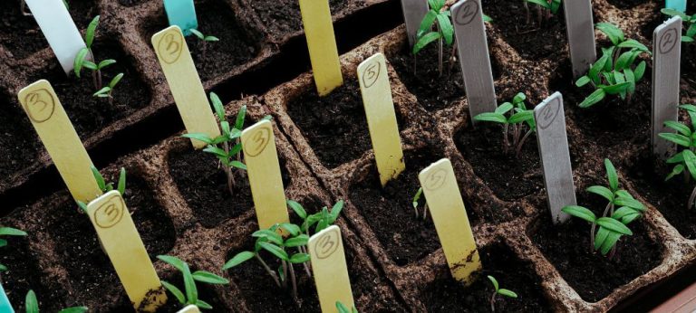 ¿Qué es la Turba? Cómo Usarla en Cultivo y Jardinería