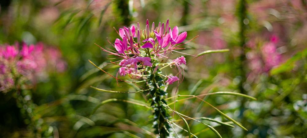 Common plants that smell like marijuana