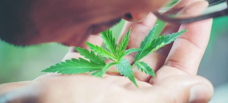 Common plants that smell like marijuana