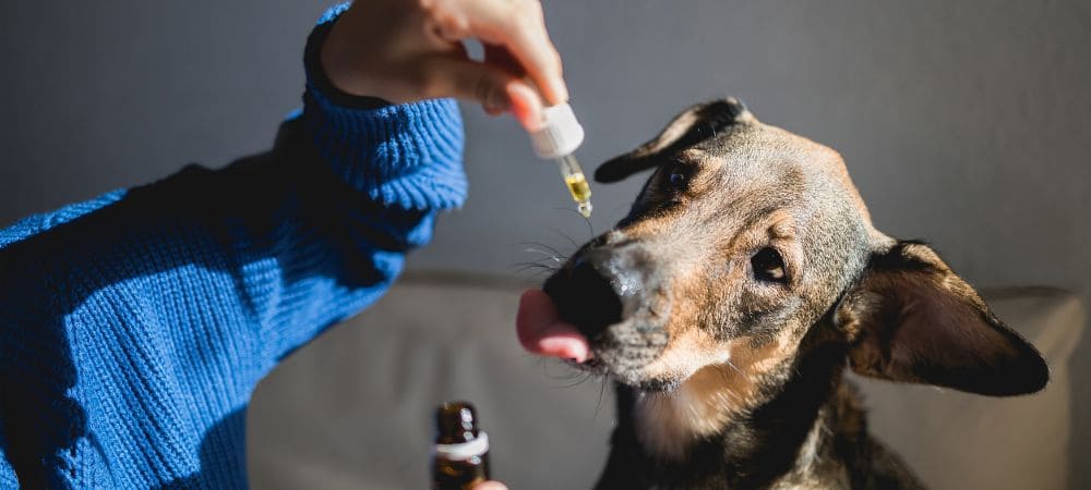 ¿Cuál es el Mejor CBD Para Perros? Guía Completa 2025