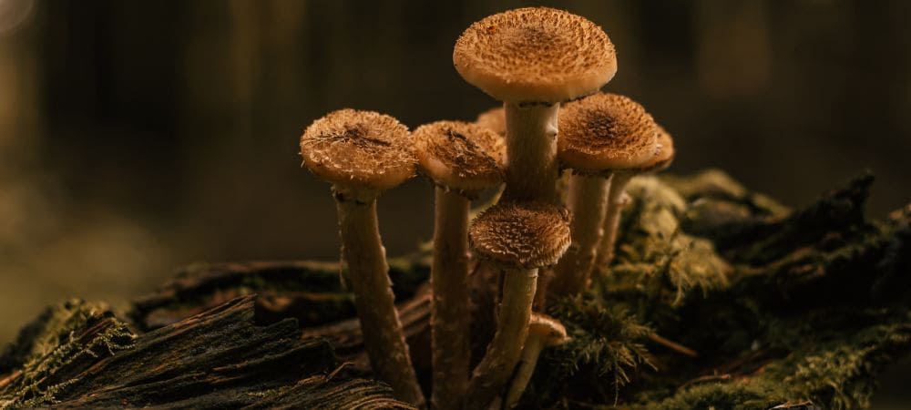 What are psilocybin mushrooms?